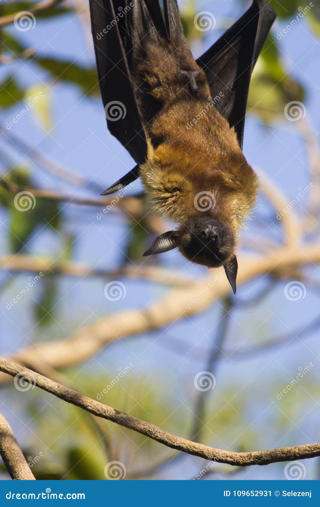 Terrible flying fox stock image. Image of halloween - 109652931