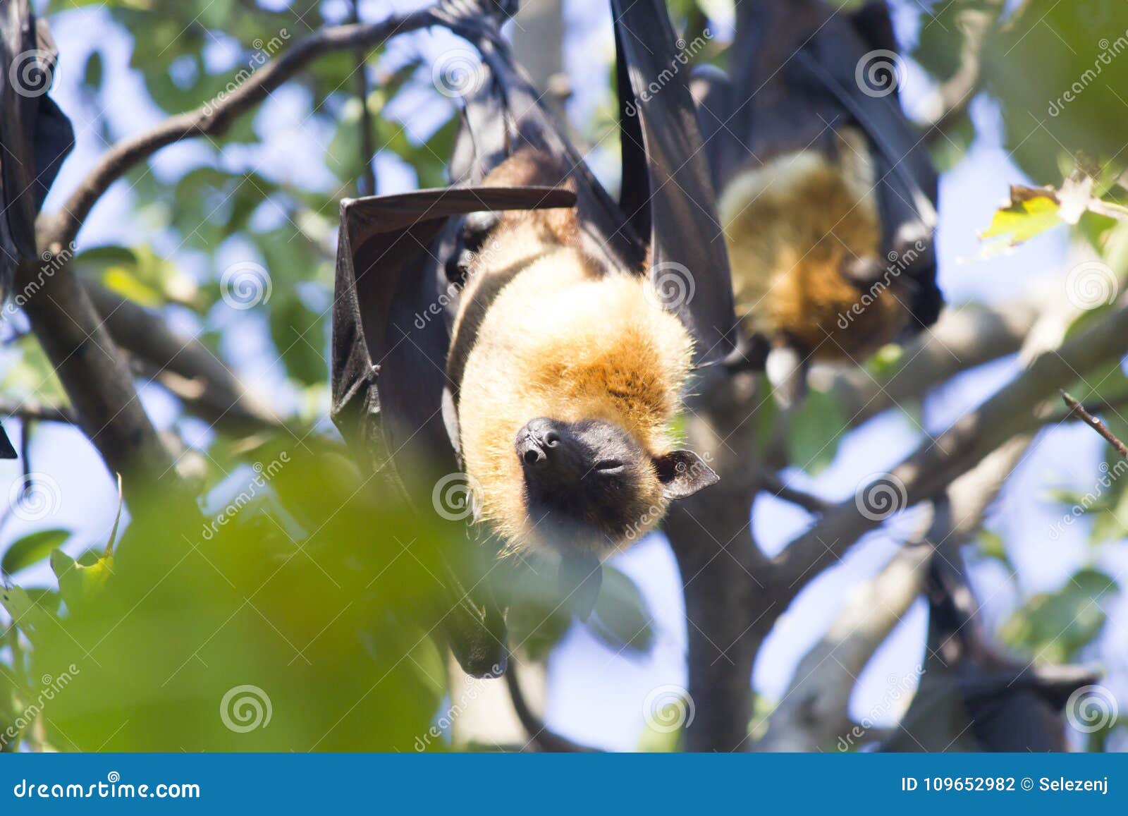 Terrible flying fox stock photo. Image of pteropus, dead - 109652982