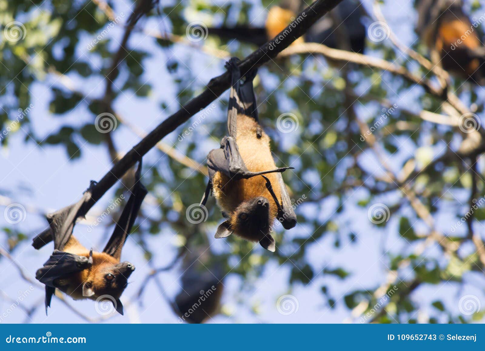 Terrible flying fox stock image. Image of animals, animal - 109652743