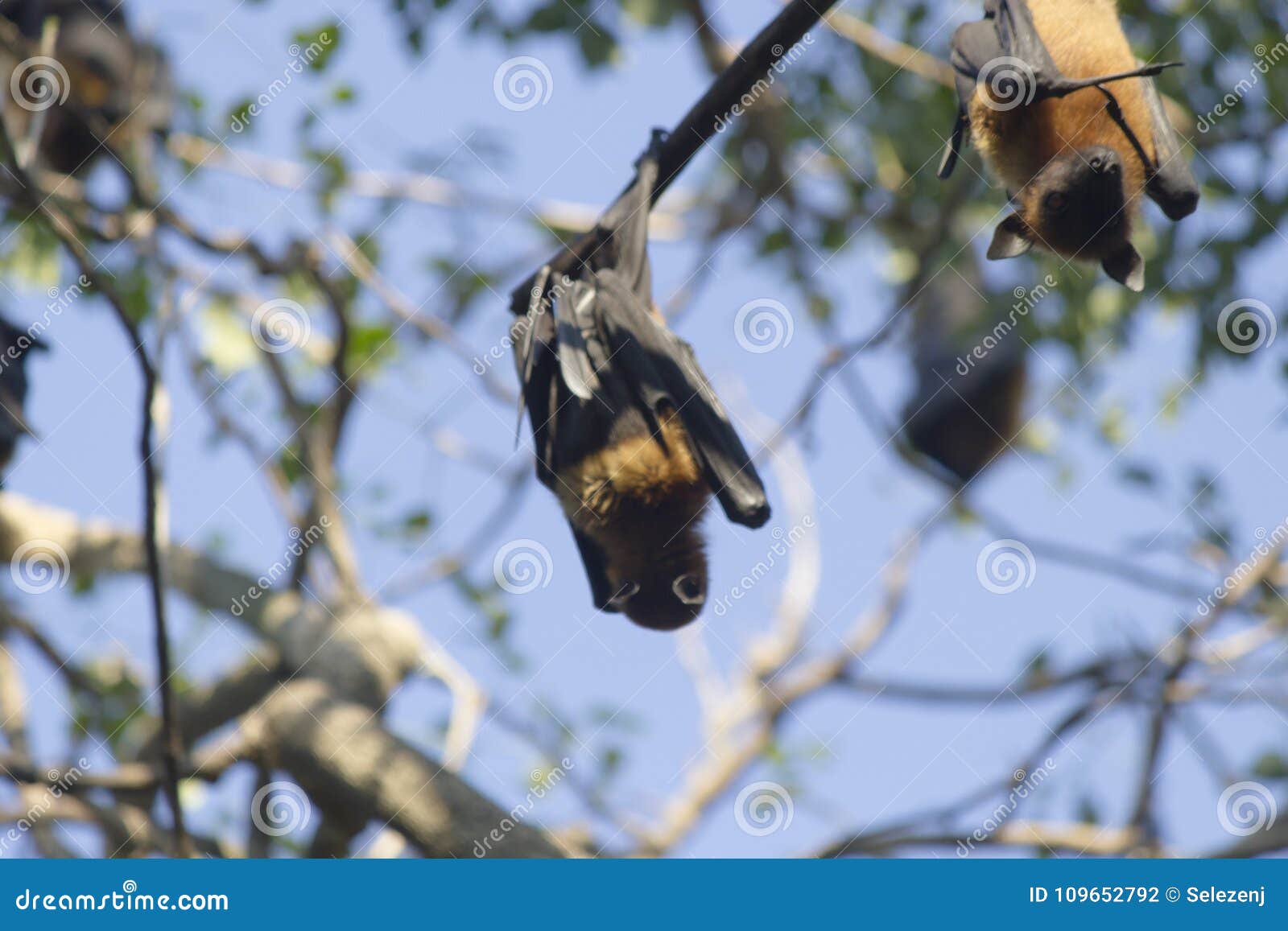 Terrible flying fox stock photo. Image of gourd, giganteus - 109652792