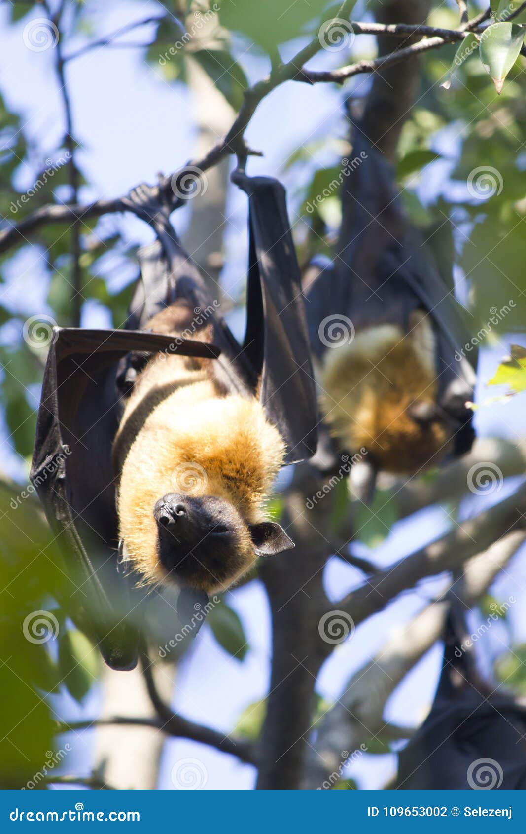 Terrible flying fox stock photo. Image of bats, face - 109653002