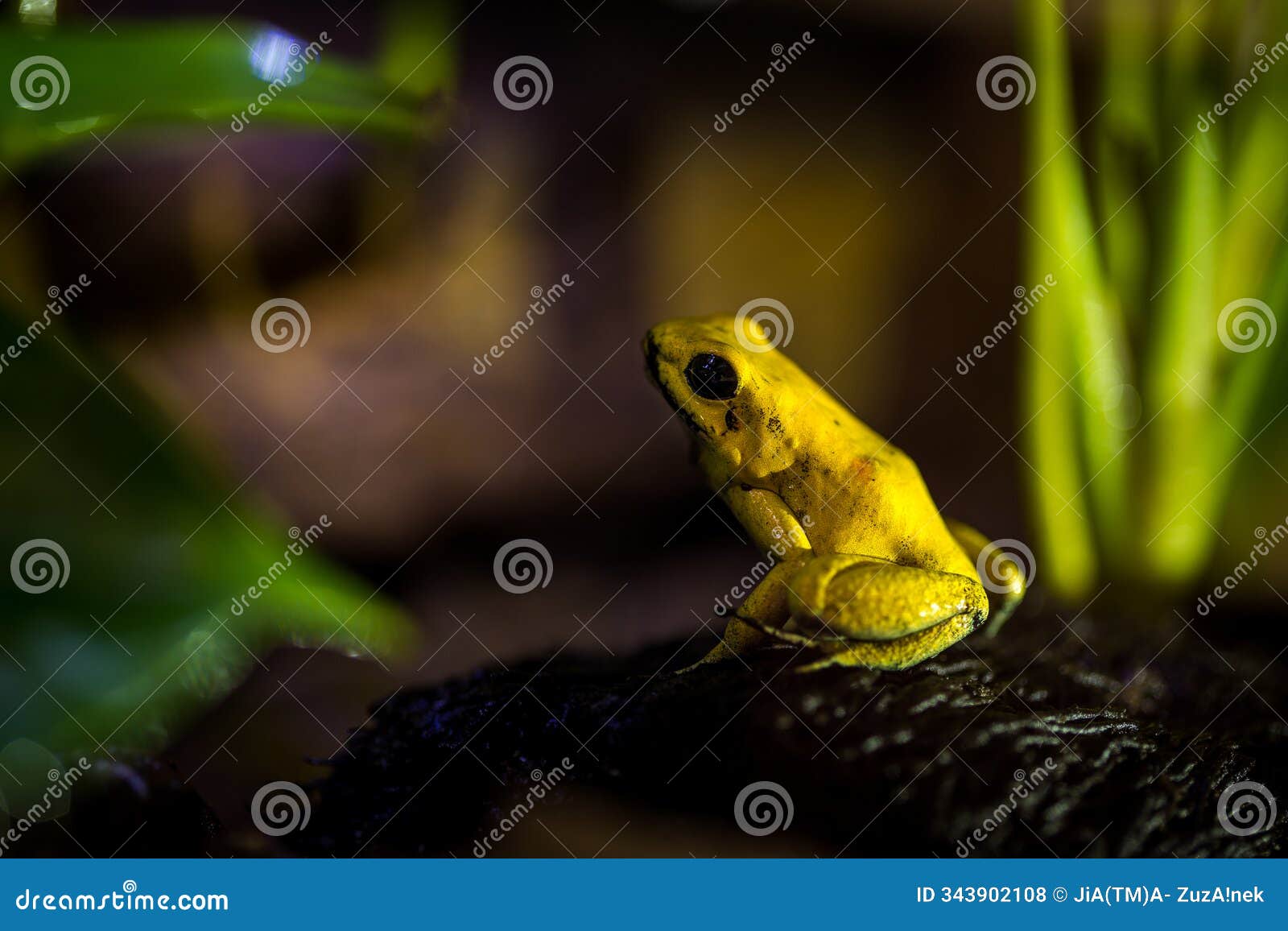 Terrible Forester is Yellow Frog Inside Stock Photo - Image of look ...