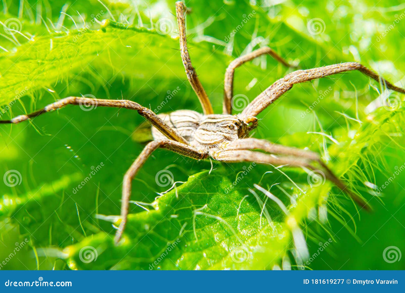 Terrible Spider Sitting in the Grass. Macro Photography Close-up Stock ...