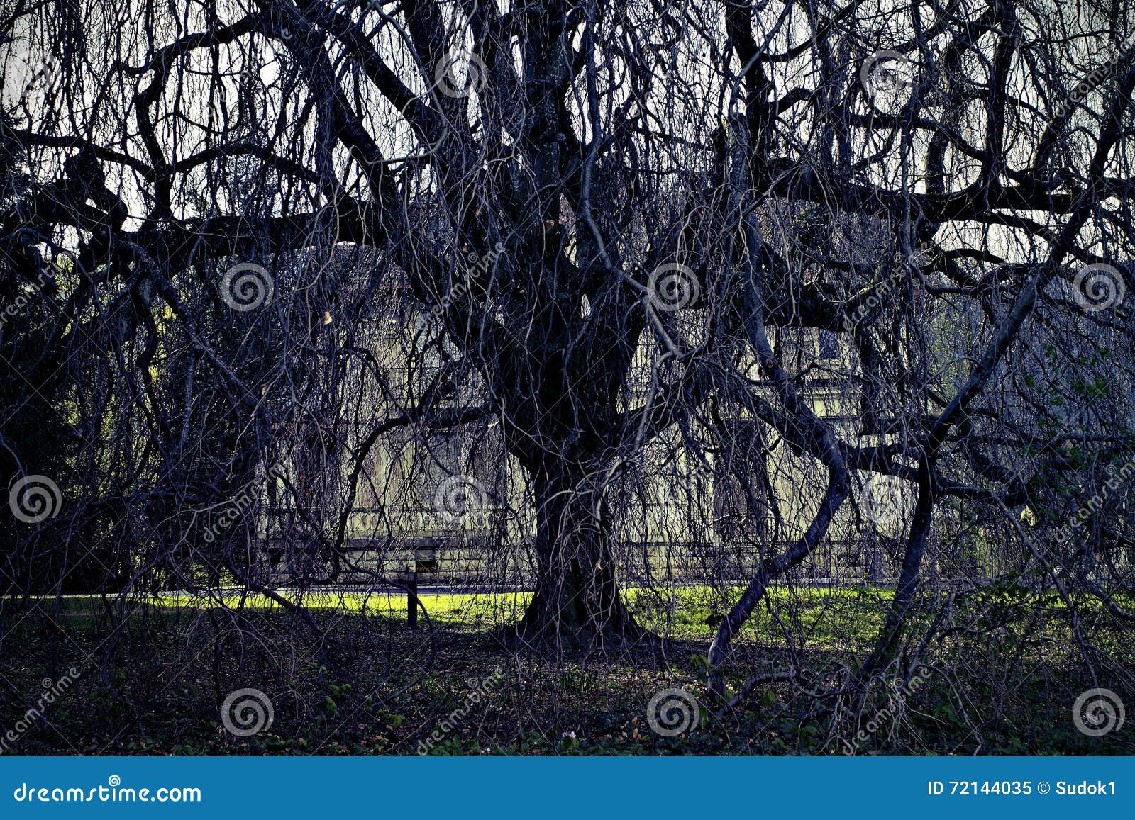 Terrible Spreading Tree with Curved Branches Stock Image - Image of ...