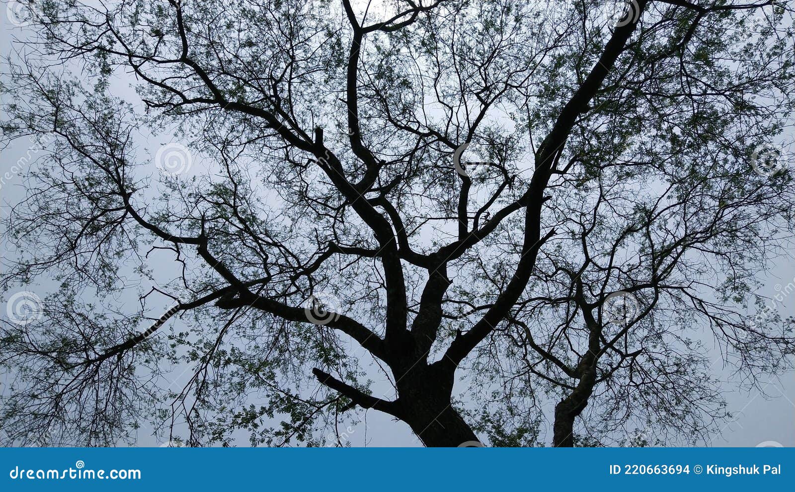 Terrible Tree and Her Branch, Moonlight Background Stock Photo - Image ...