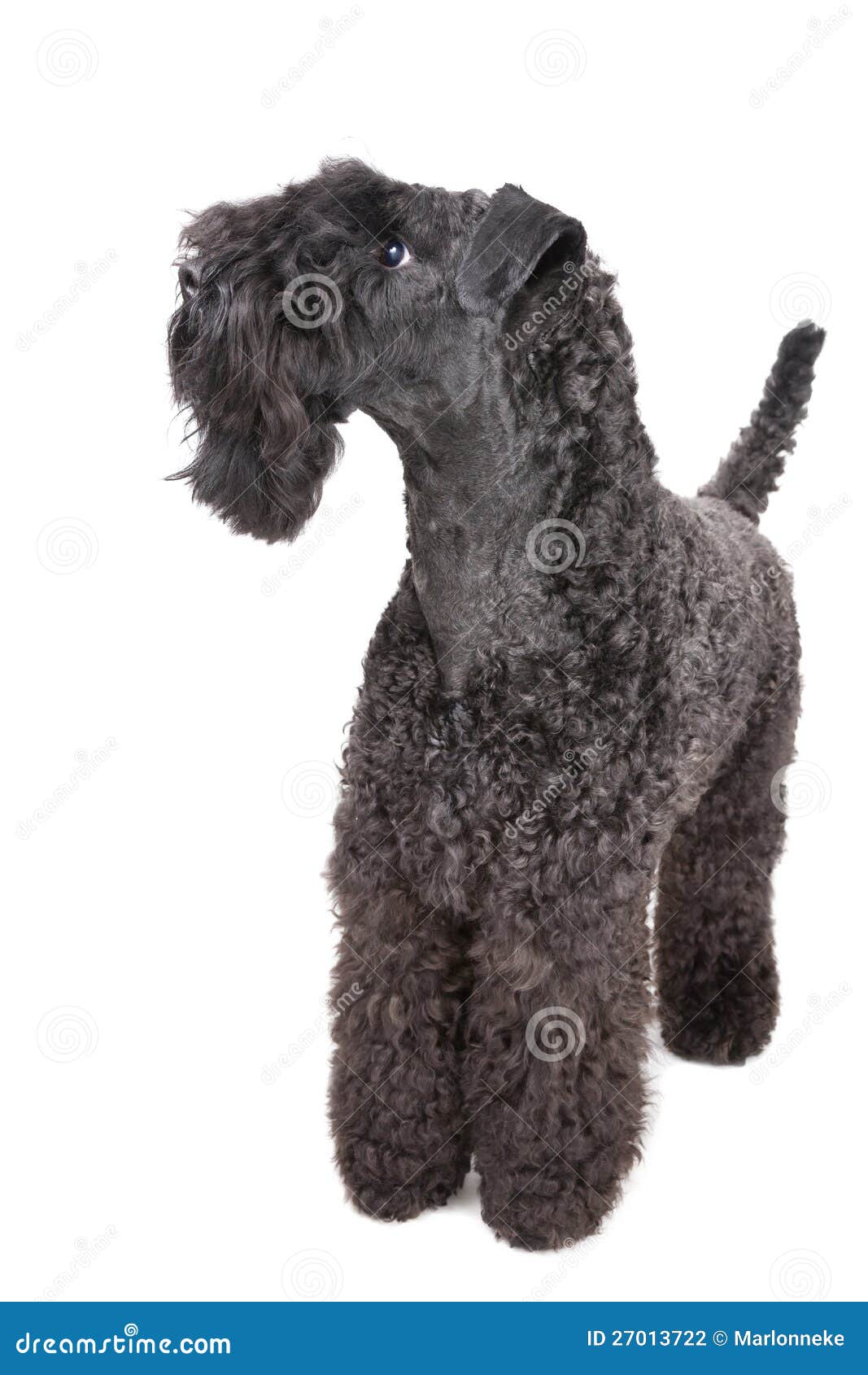 Terrier de azul de Kerry foto de archivo. Imagen de aislado - 27013722