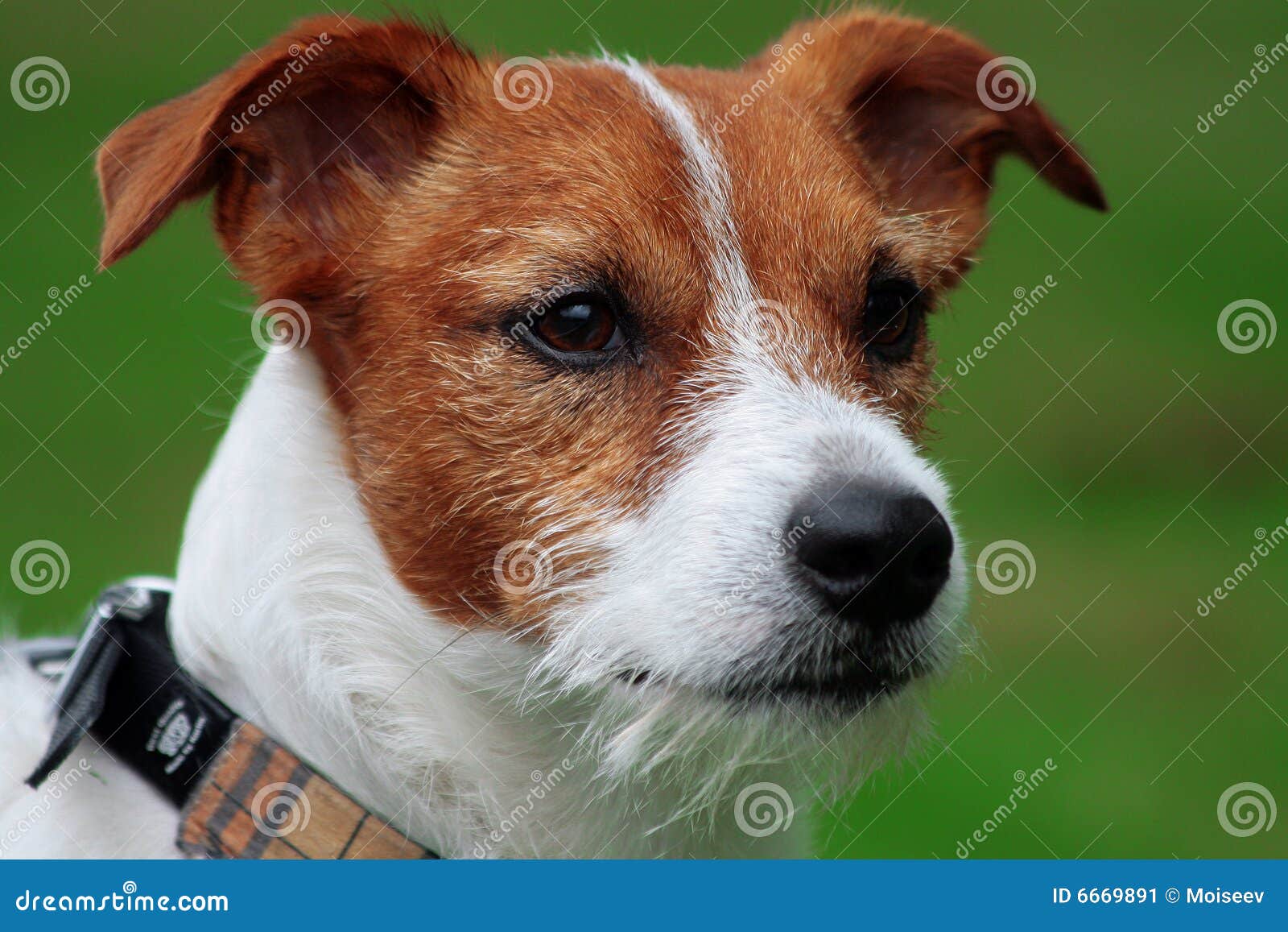 Terrier De Russell Do Jaque Do Filhote De Cachorro Imagem de Stock ...