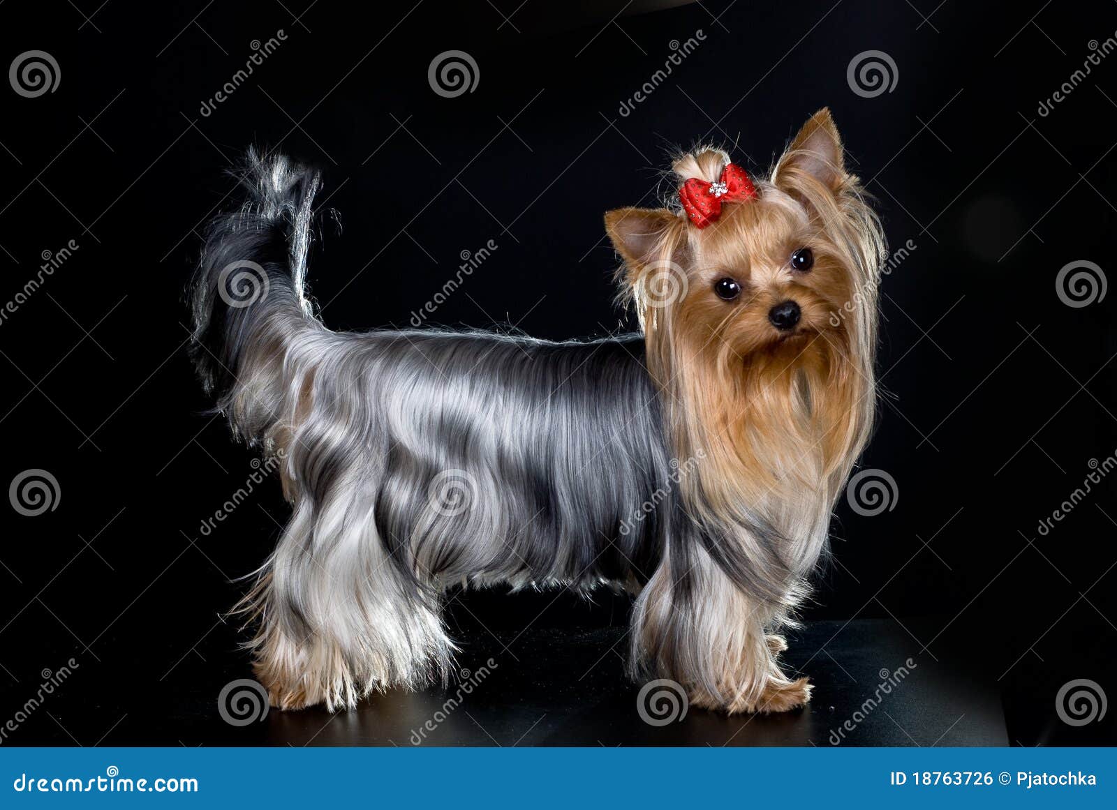 Terrier de Yorkshire foto de archivo. Imagen de capa - 18763726