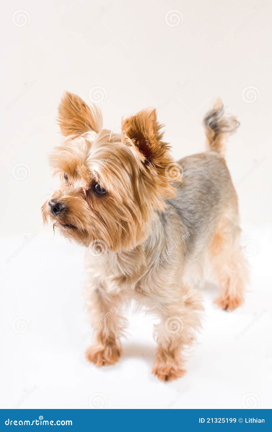 Terrier De Yorkshire Do Macho Adulto Imagem de Stock - Imagem de ...