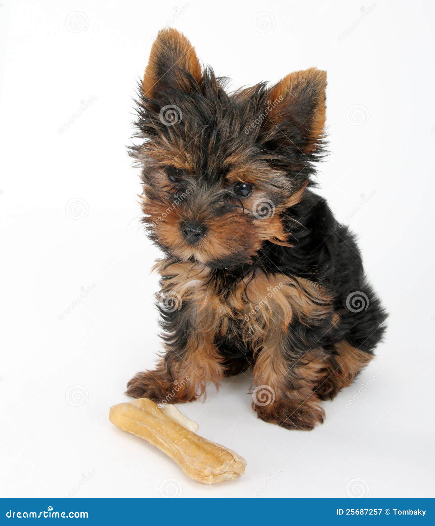 Terrier De Yorkshire Dulce Del Perrito Imagen de archivo - Imagen de ...