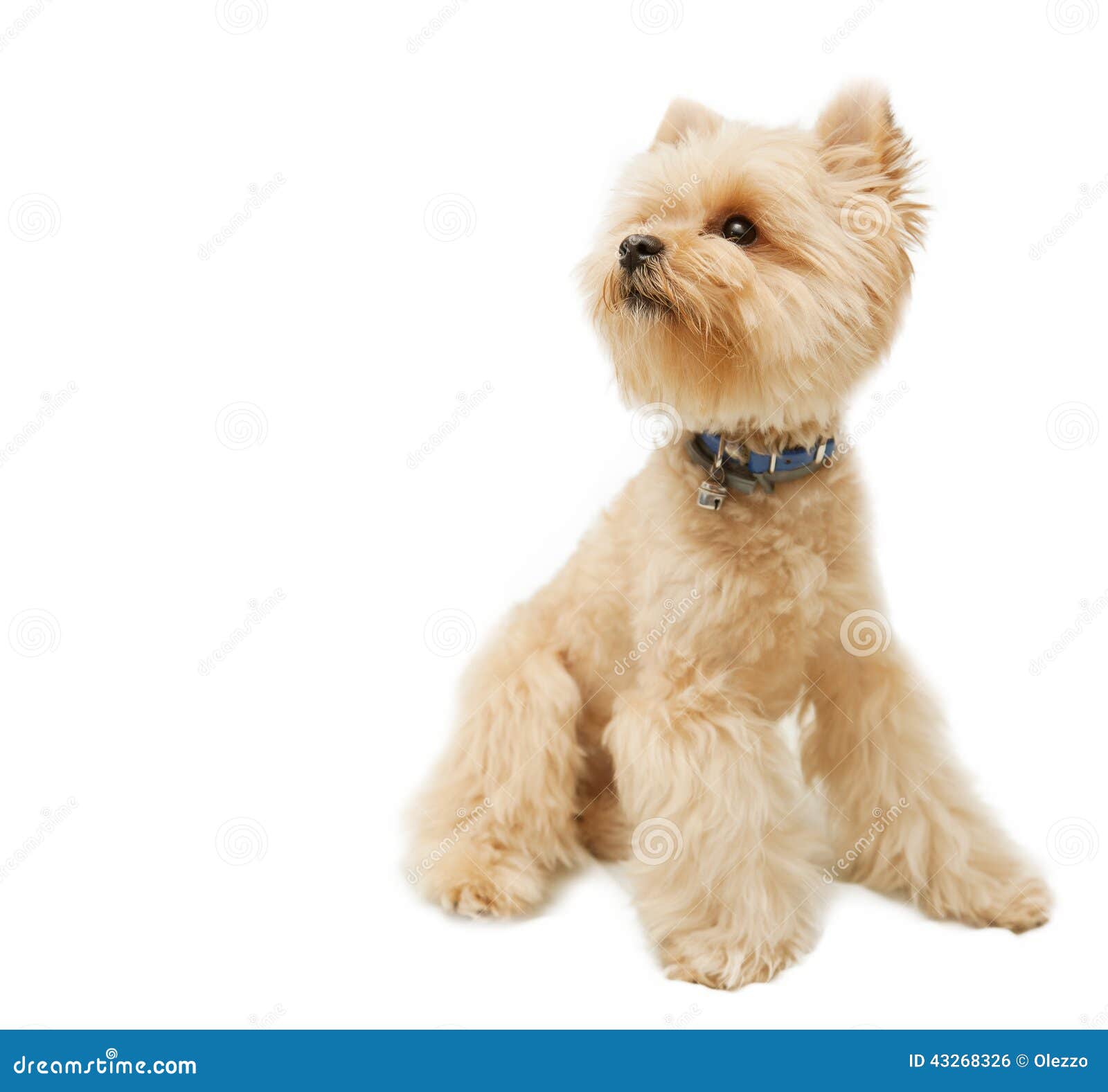 Terrier De Yorkshire Isolado No Fundo Branco Foto de Stock - Imagem de ...