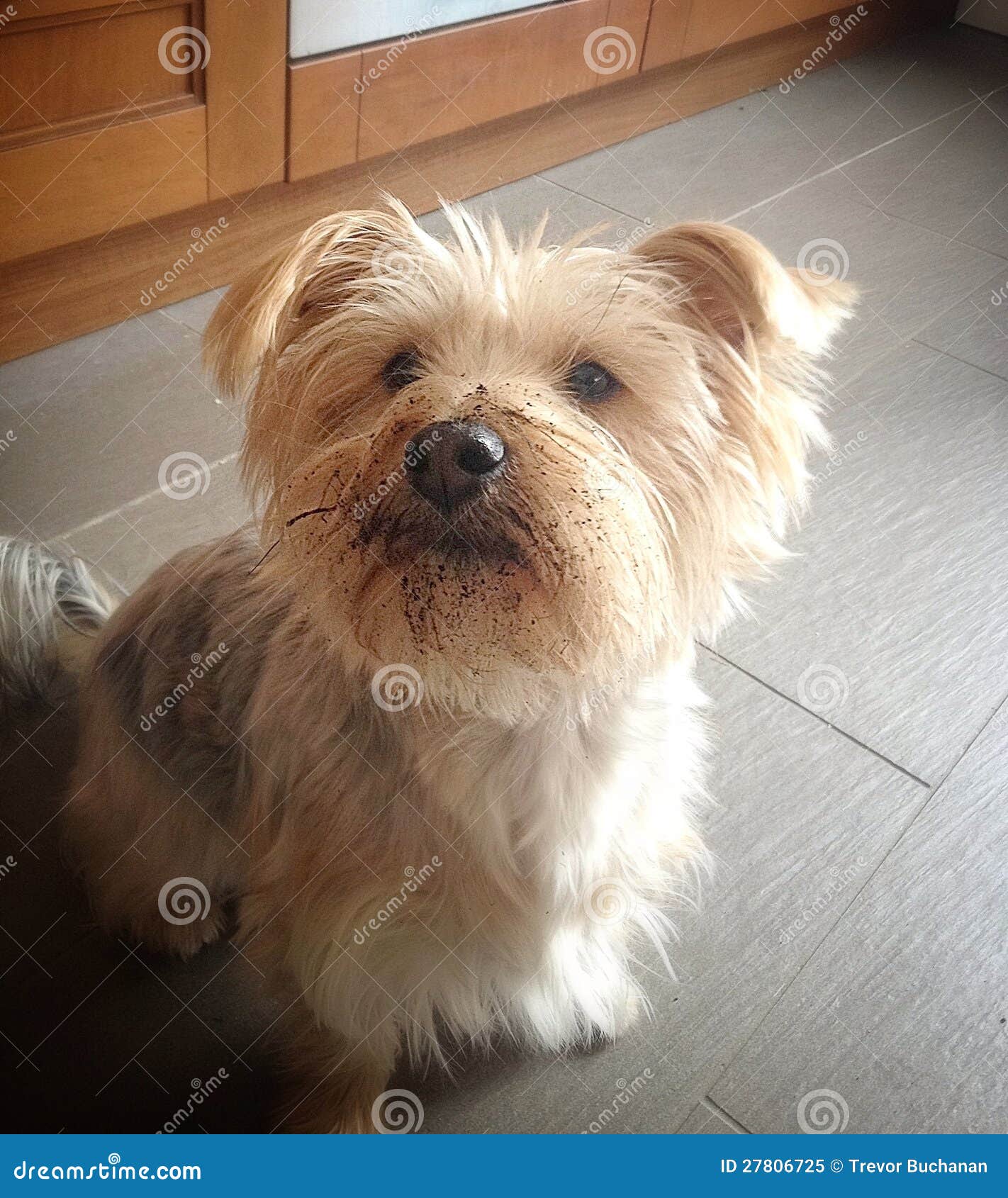 Terrier de Yorkshire lindo imagen de archivo. Imagen de lindo - 27806725