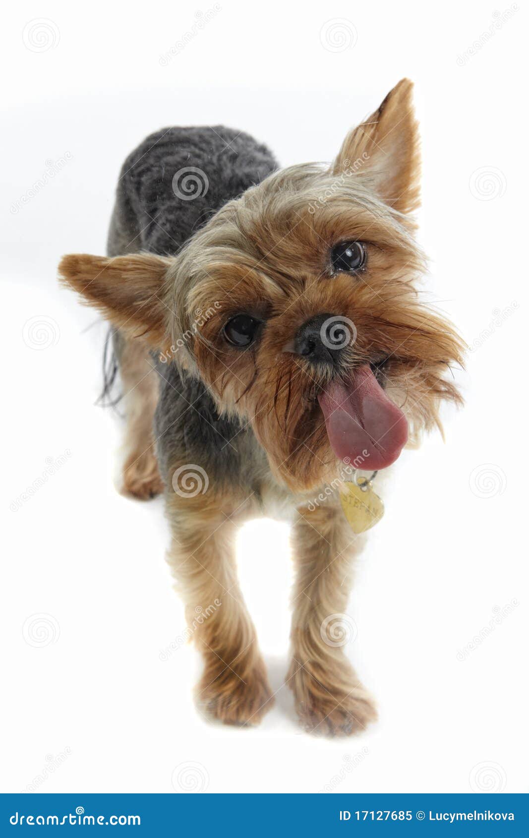 Terrier De Yorkshire No Branco Imagem de Stock - Imagem de charles ...