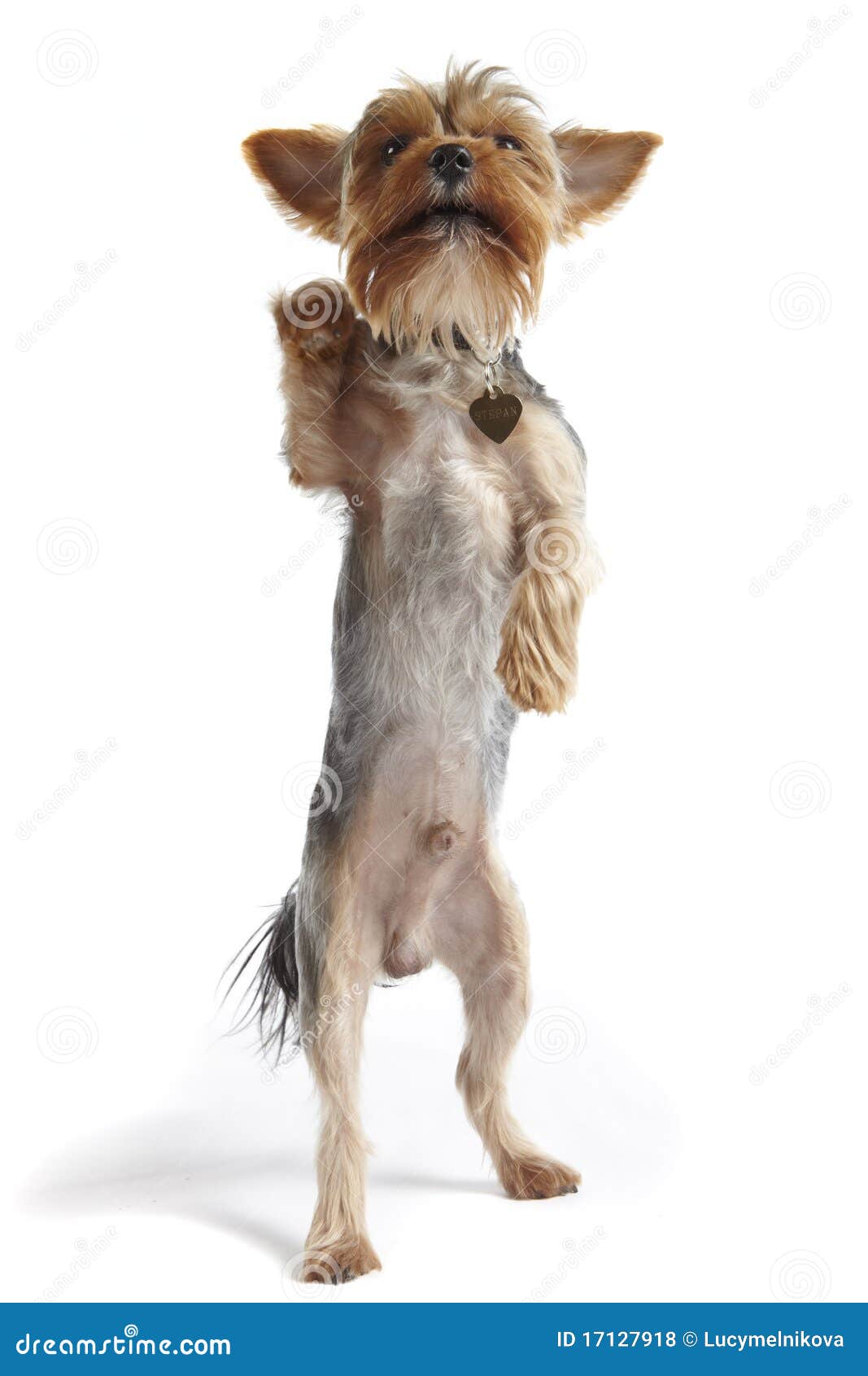 Terrier De Yorkshire No Branco Foto de Stock - Imagem de horizontal ...