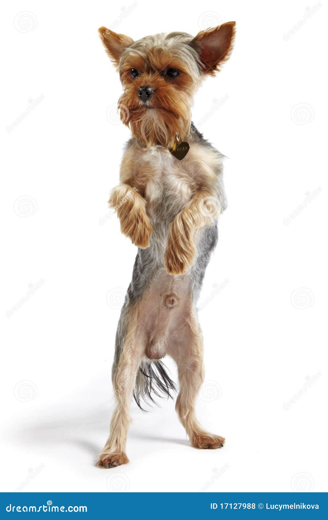 Terrier De Yorkshire No Branco Foto de Stock - Imagem de inglês ...