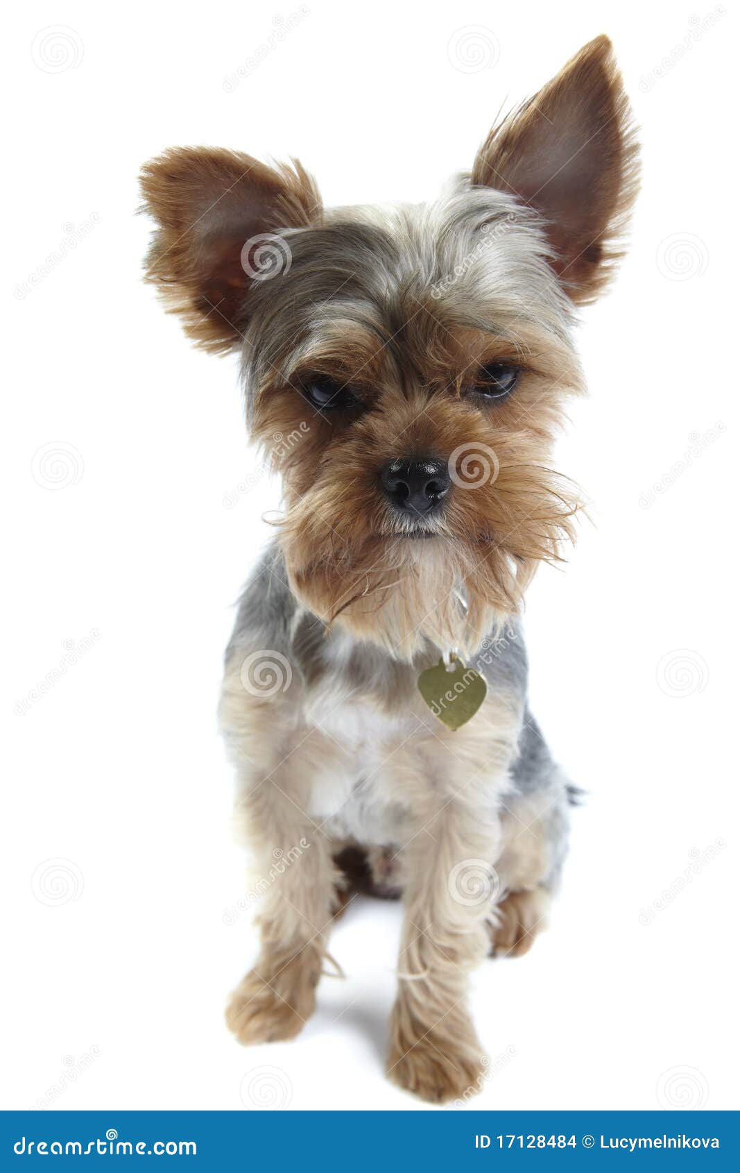 Terrier De Yorkshire No Branco Foto de Stock - Imagem de frente ...