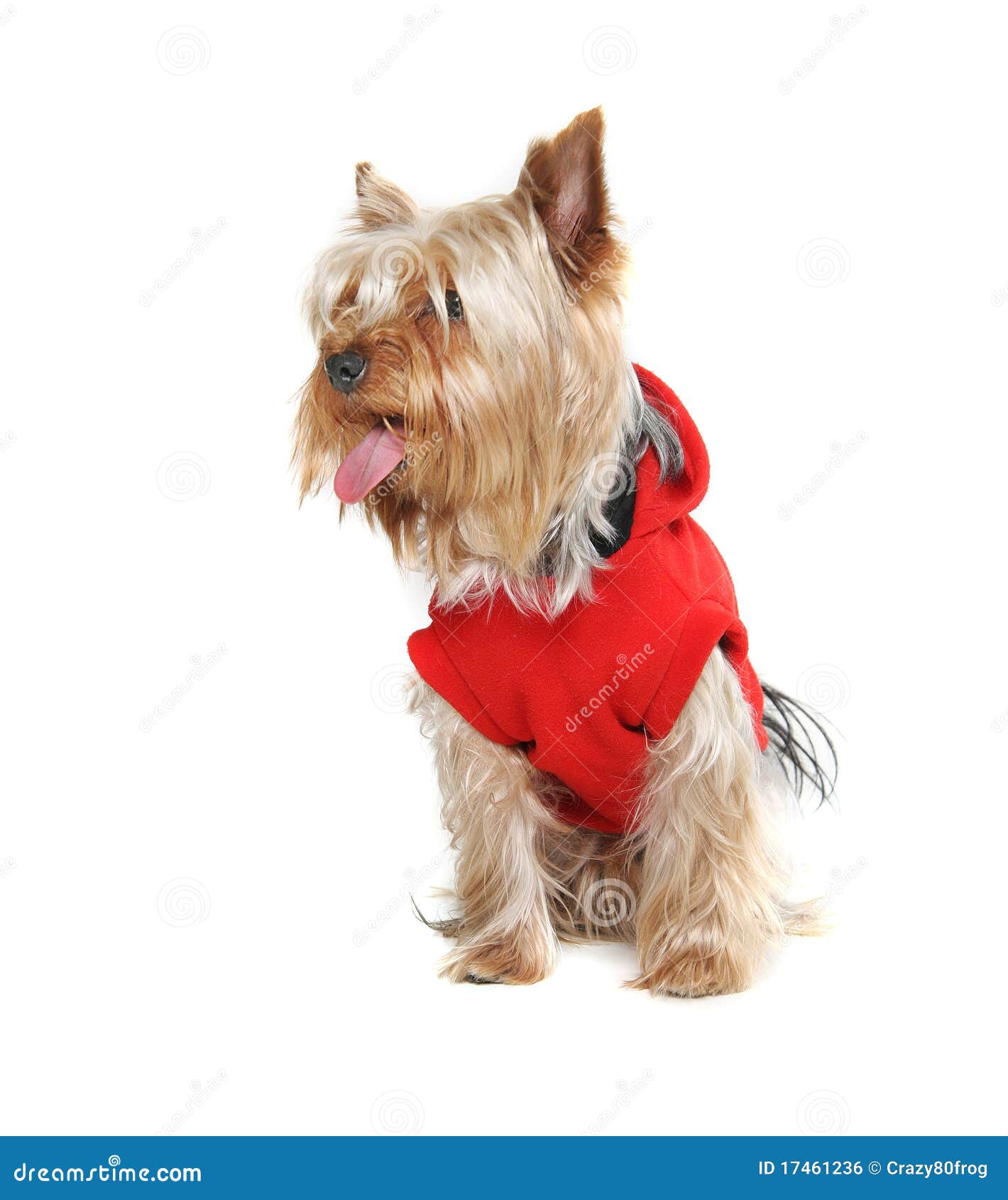 Terrier De Yorkshire Sobre O Branco Foto de Stock - Imagem de retrato ...