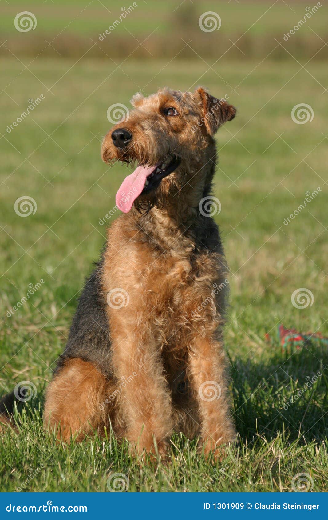 Terrier di Airedale immagine stock. Immagine di animale - 1301909