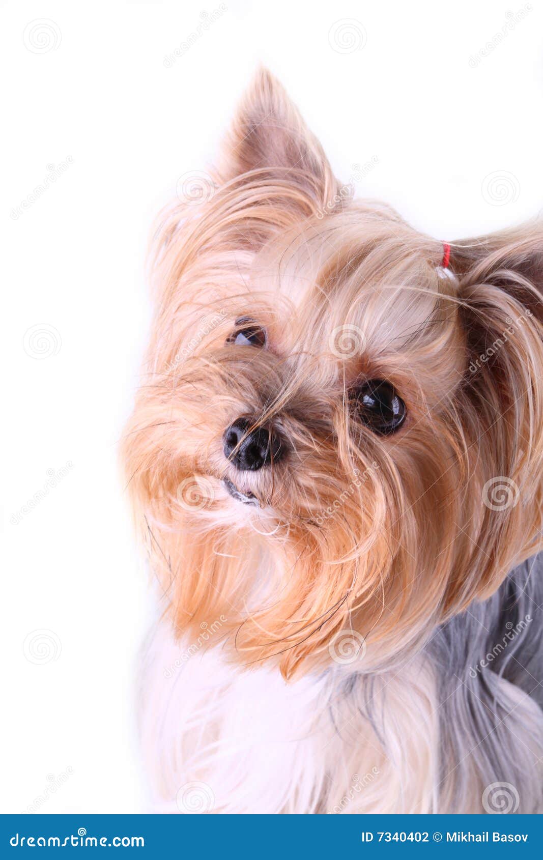 Terrier di Yorkshire fotografia stock. Immagine di carino - 7340402