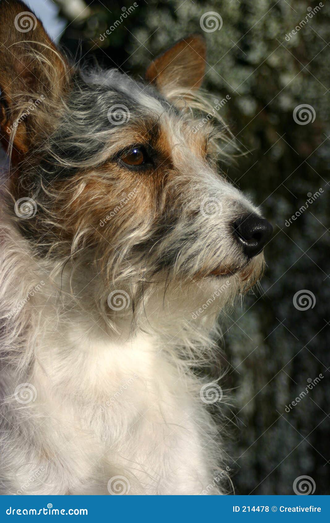 Terrier Dog stock photo. Image of dogs, portrait, animal - 214478