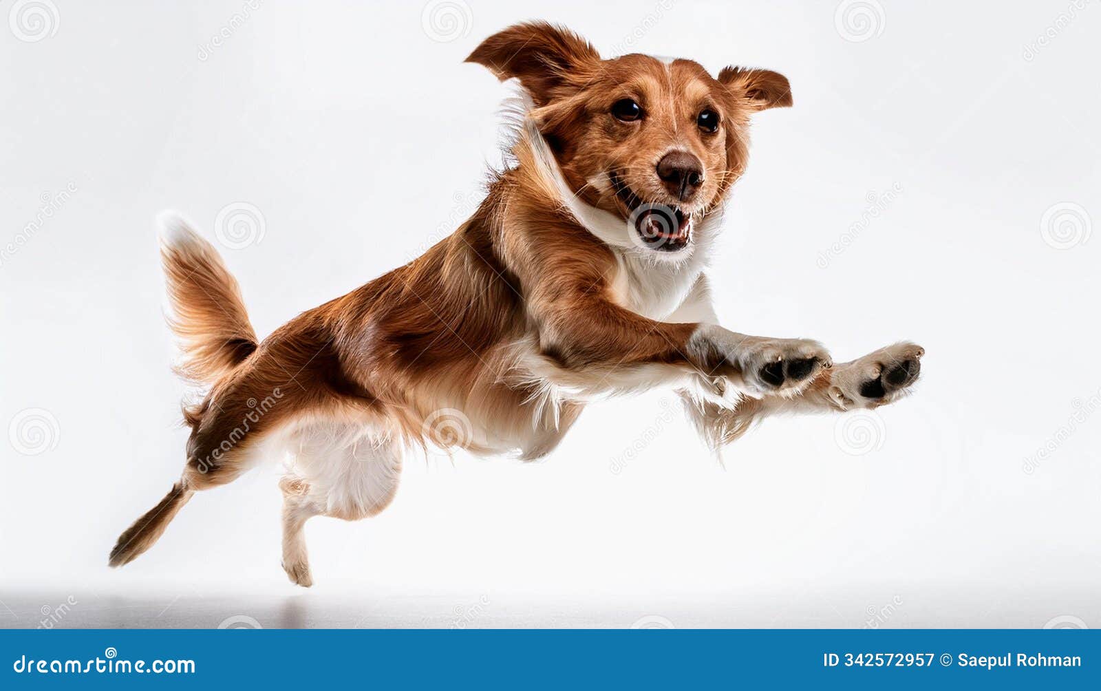 Terrier Dog Isolated on White Jumping and Flying High Stock ...