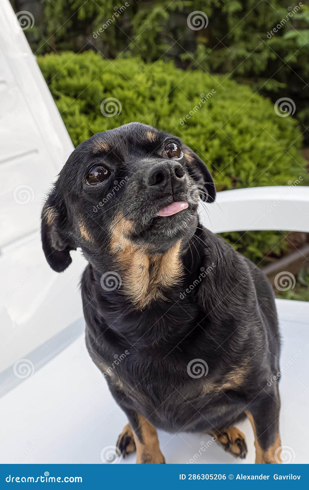 A terrier. Dog. Pet stock photo. Image of small, affectionate - 286305206