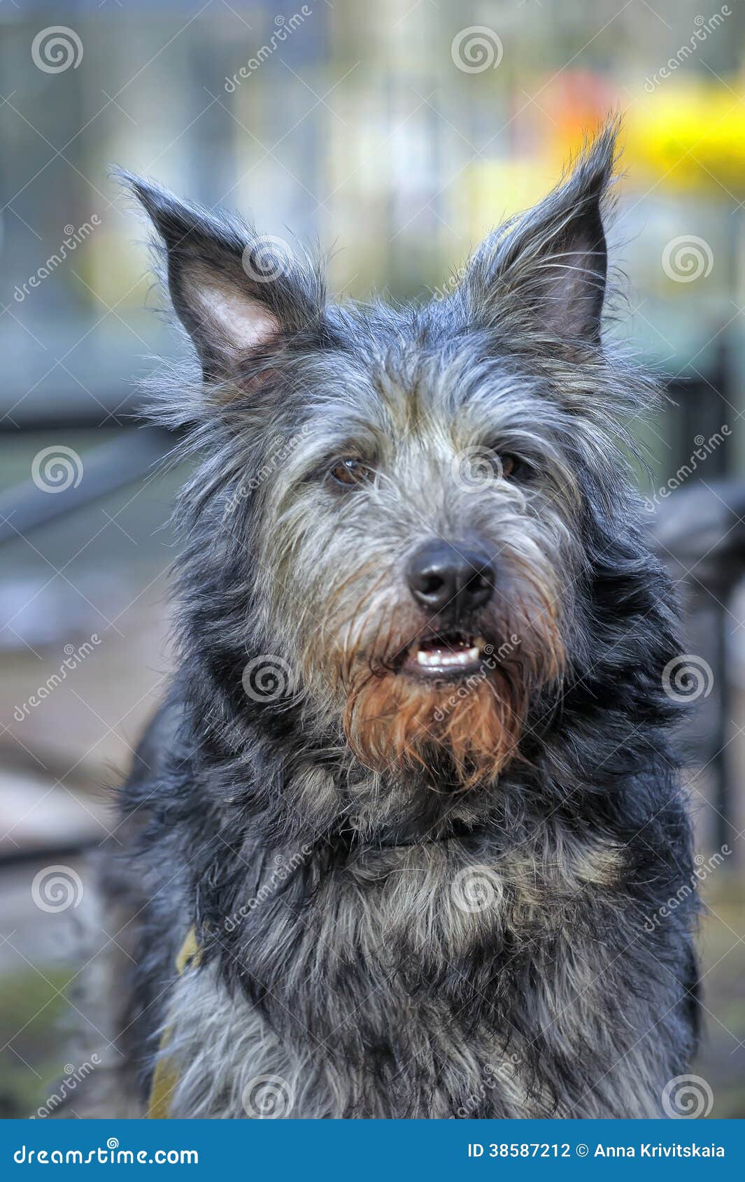 Terrier Dog stock photo. Image of bernese, brown, breed - 38587212