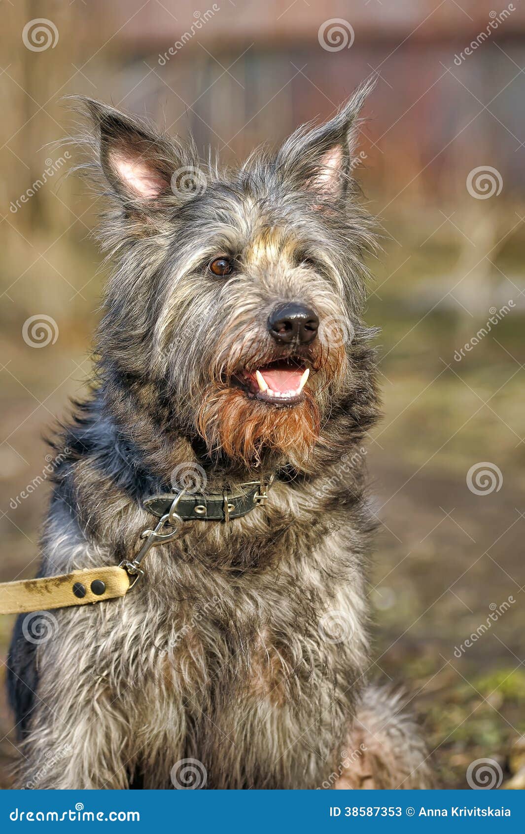 Terrier Dog stock image. Image of fond, crossbreed, canine - 38587353