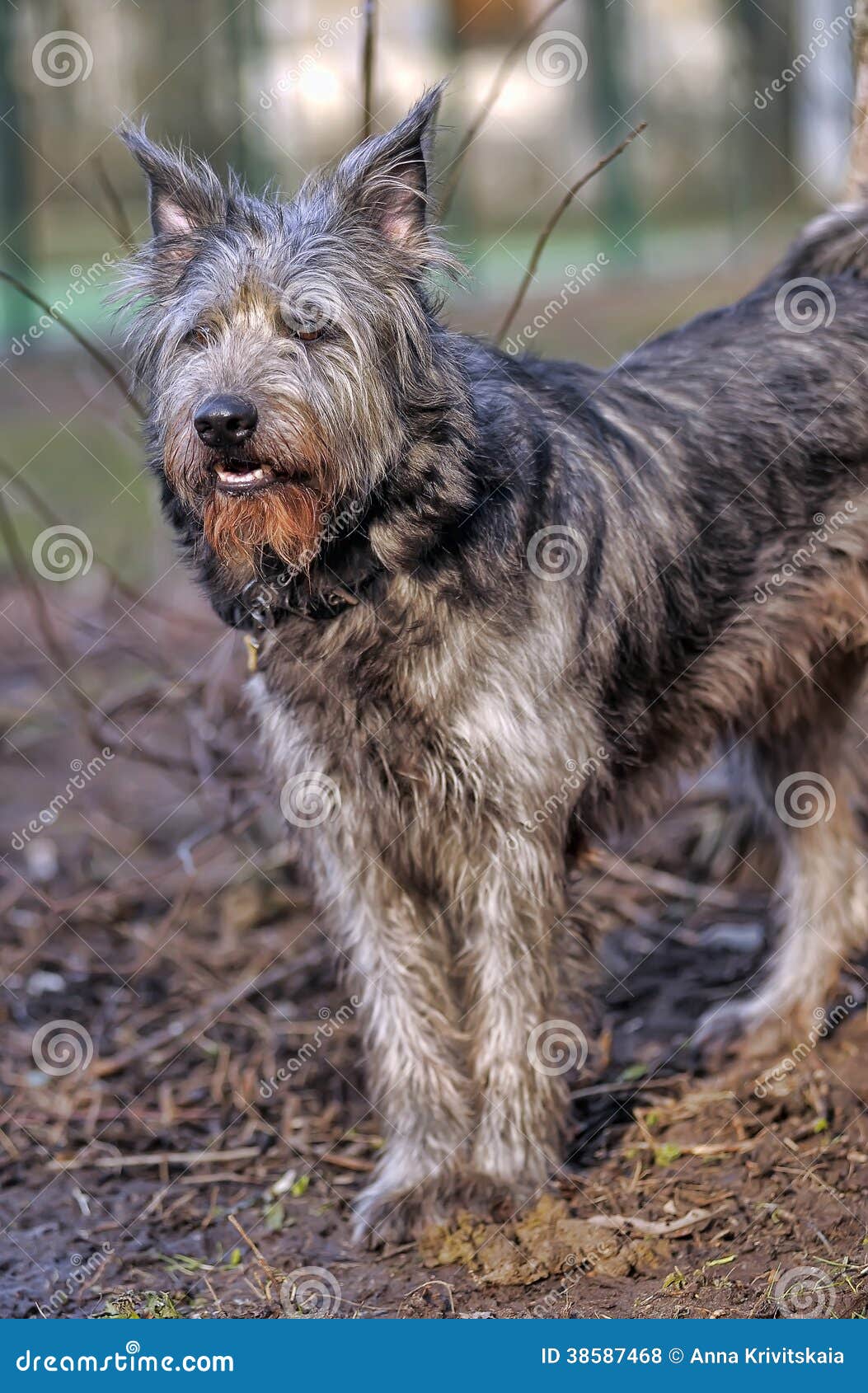 Terrier Dog stock photo. Image of bull, companion, friend - 38587468
