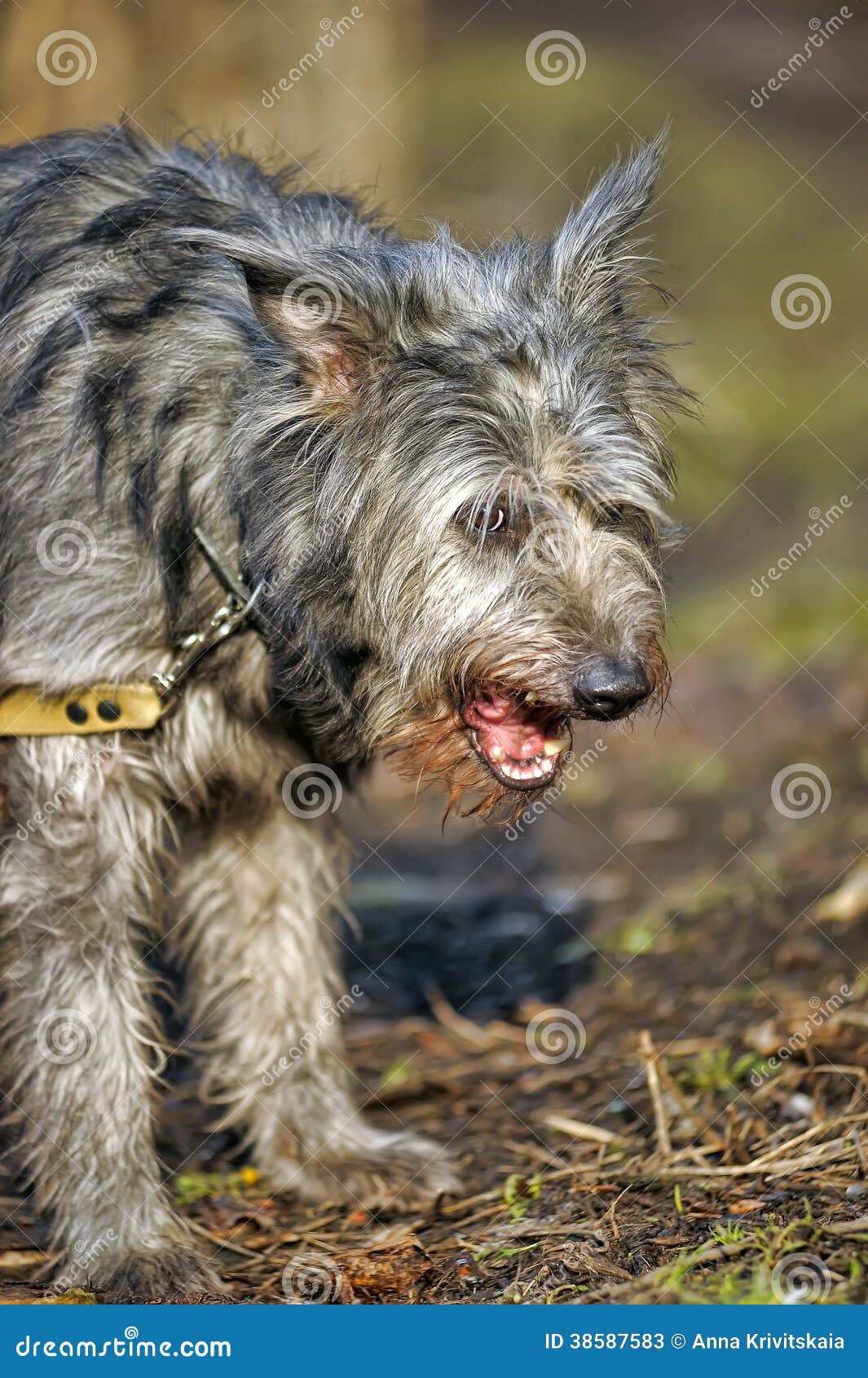 Terrier Dog stock image. Image of crossbreed, inhaling - 38587583
