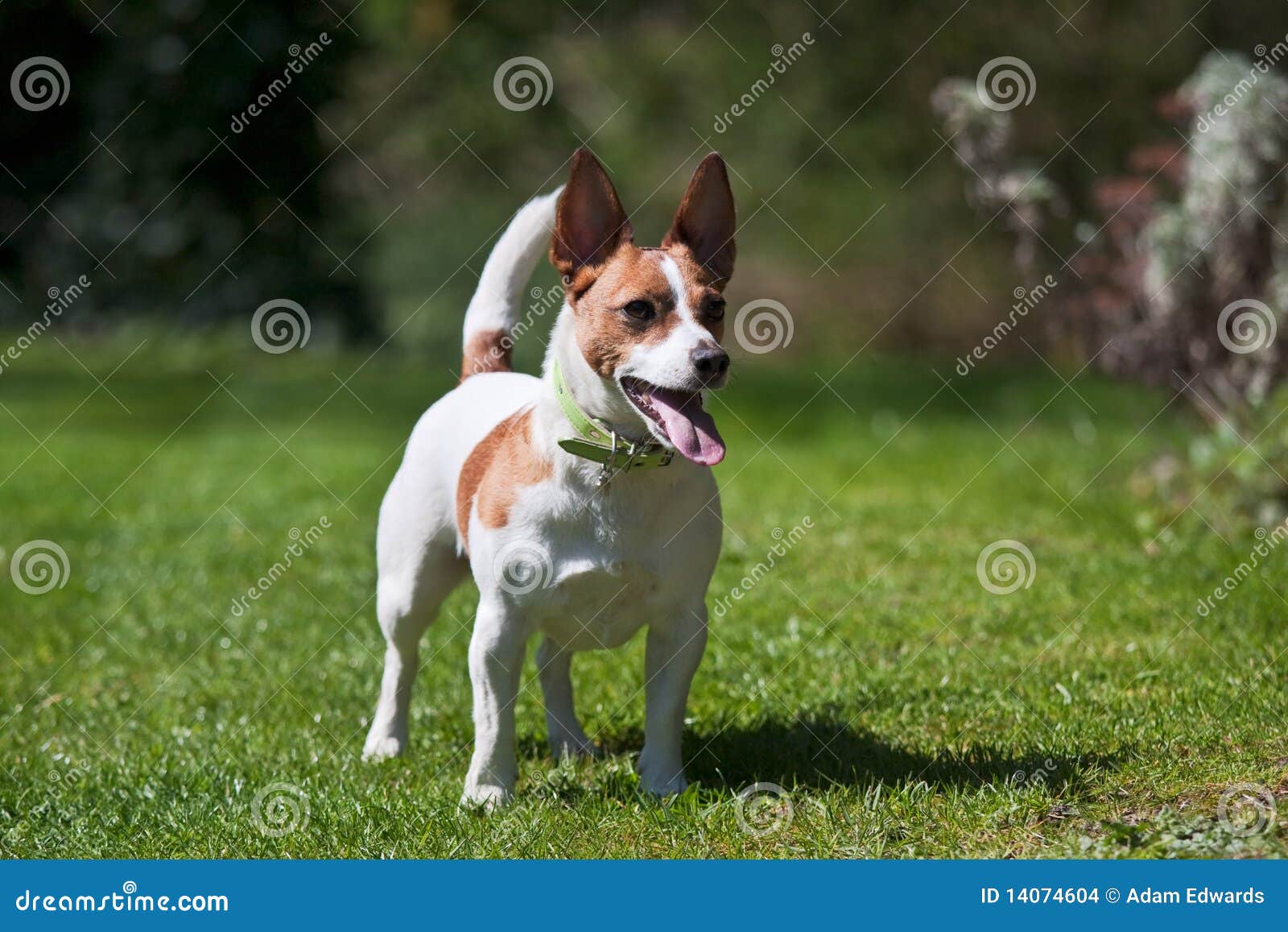 Terrier Jack-Russell Auf Einem Rasen Stockfoto - Bild von russell ...