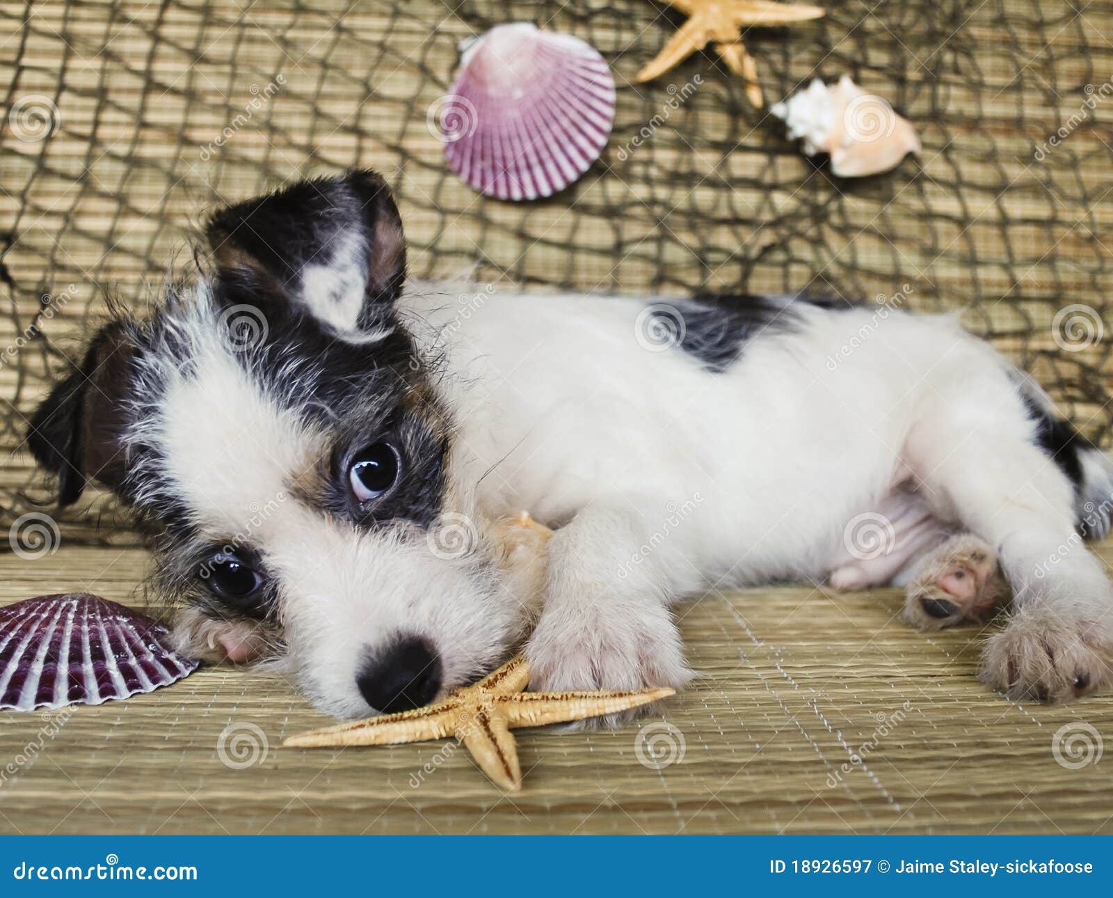 Terrier Puppy with Seashells Stock Image - Image of starfish, canine ...