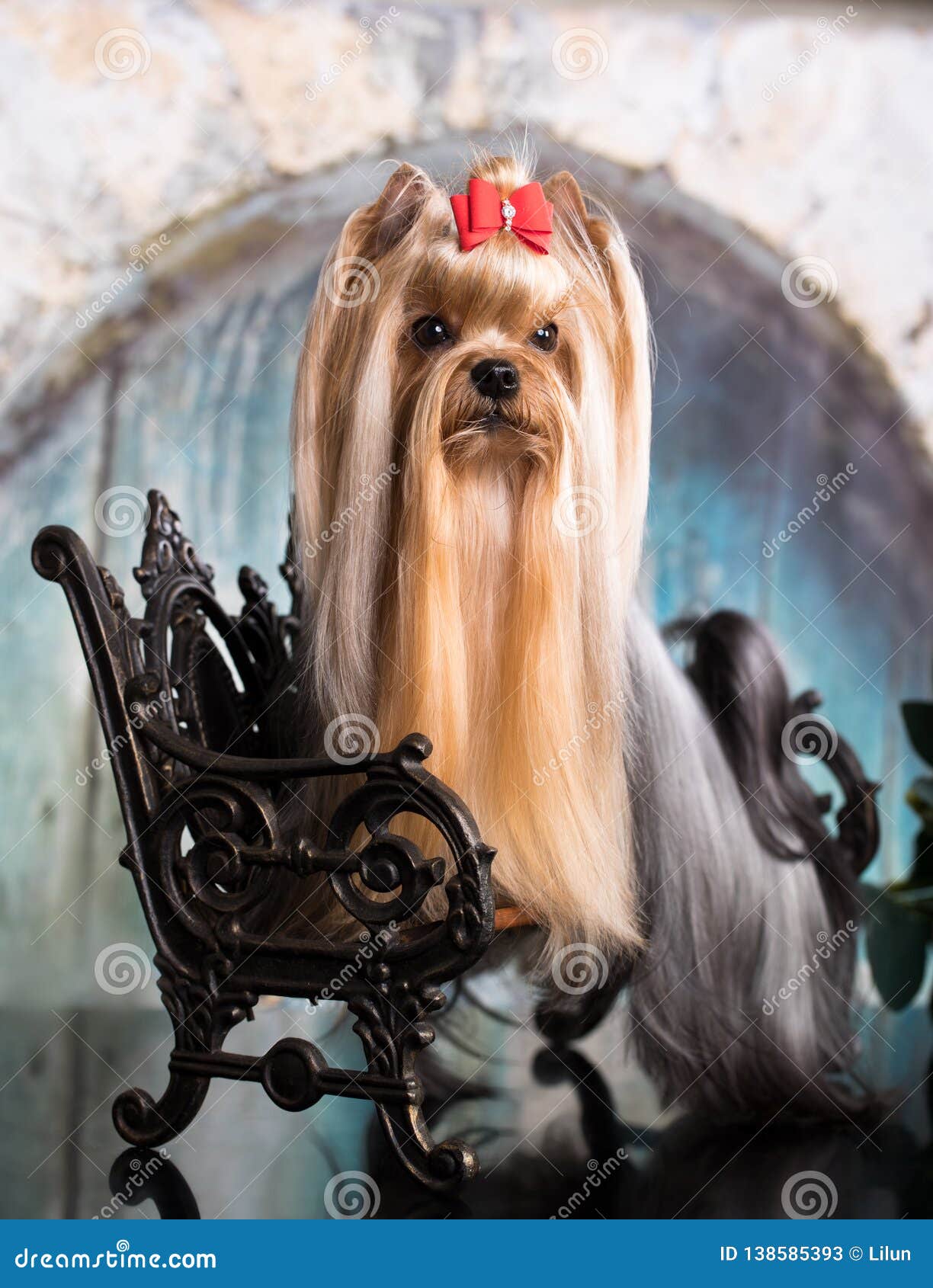 Terrier Yorkshire Silk Wool Stock Image - Image of cute, hairy: 138585393