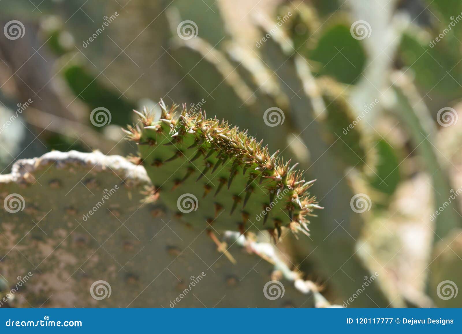 Terrific Close Up on a Sharp Pointy Cacti Stock Image - Image of barbed ...