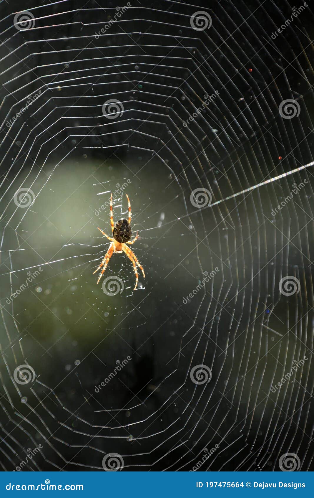Great Look at a Spider in a Spider Web Stock Photo - Image of ...