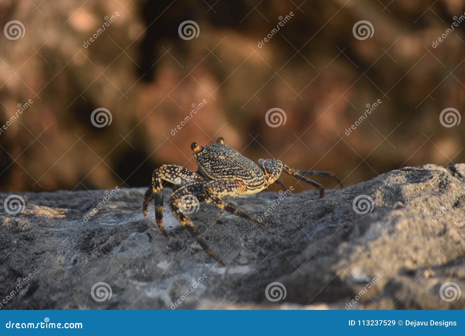 Live Sea Crab with a Great Pattern on Its Shell Stock Image - Image of ...