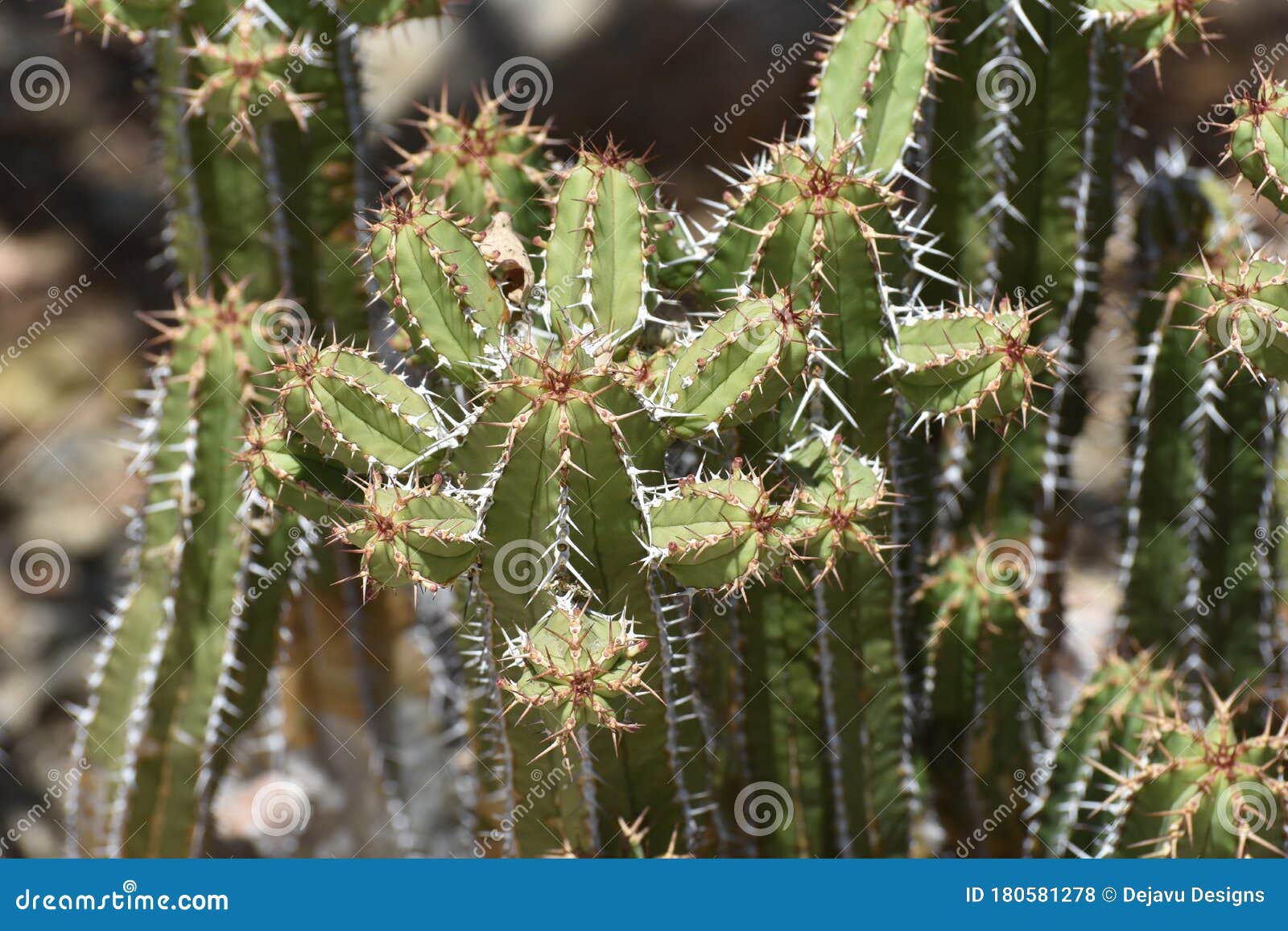 Terrific Sharp Pointy Cactus Spines Up Close Stock Photo - Image of ...