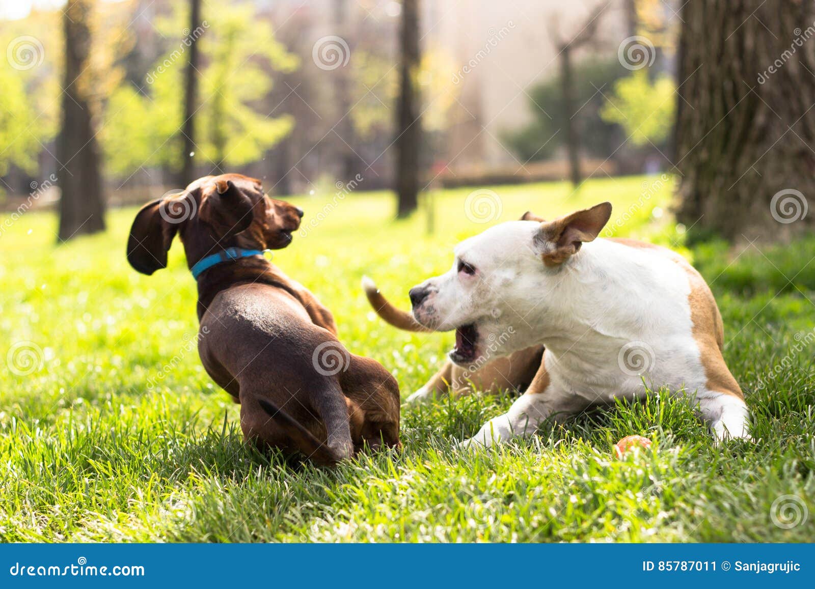 Terrified dog stock image. Image of meeting, horizontal - 85787011
