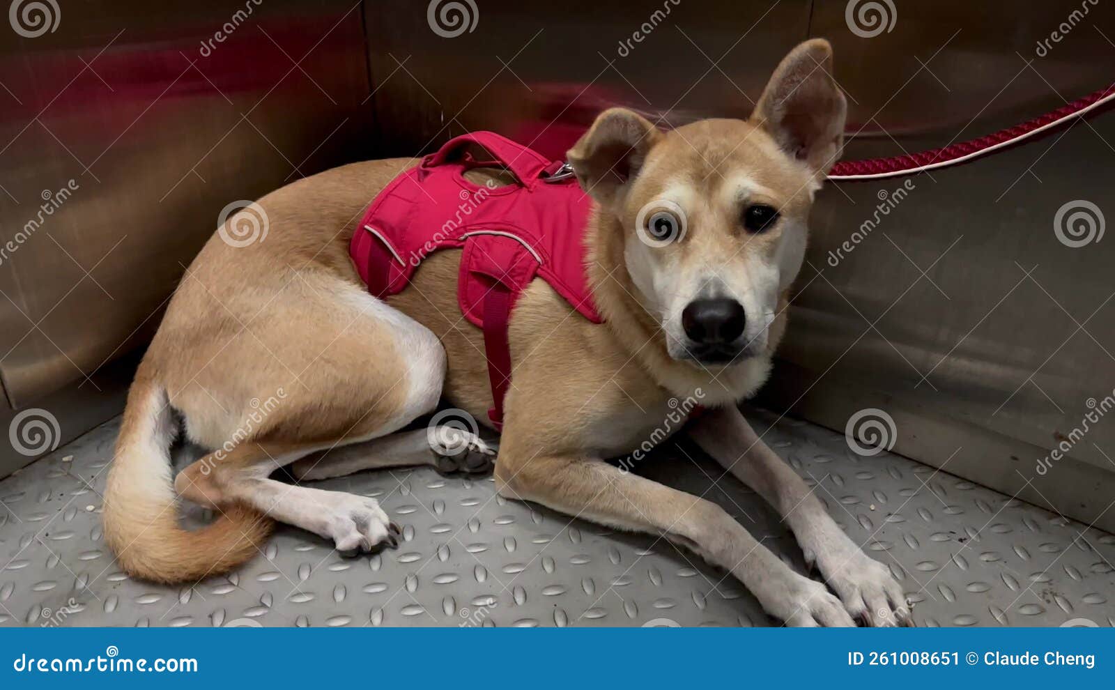 Terrified and Scared Dog Shaking Stock Video - Video of nervous ...