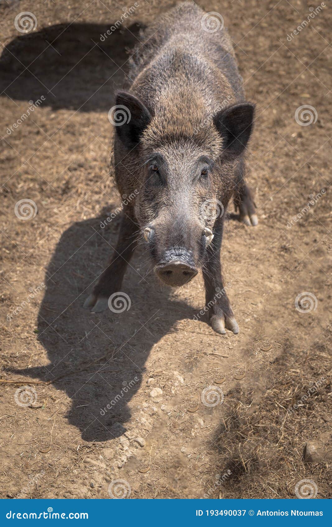 Terrified Wild Boar. Wild Boar in an Alert Position on a Sunny ...
