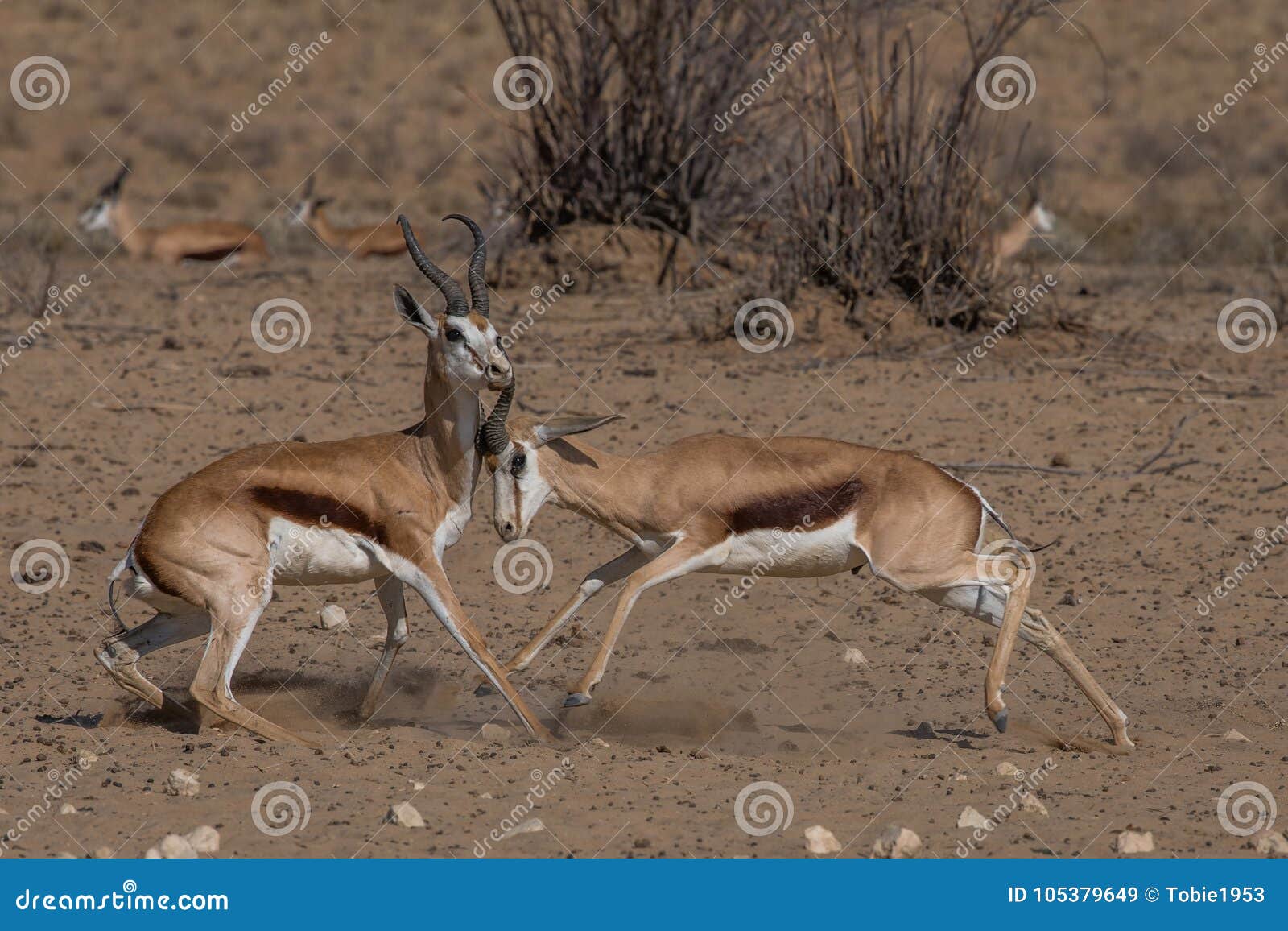 Territorial Conflict, Two Springbuck Rams Take on One Another Stock ...
