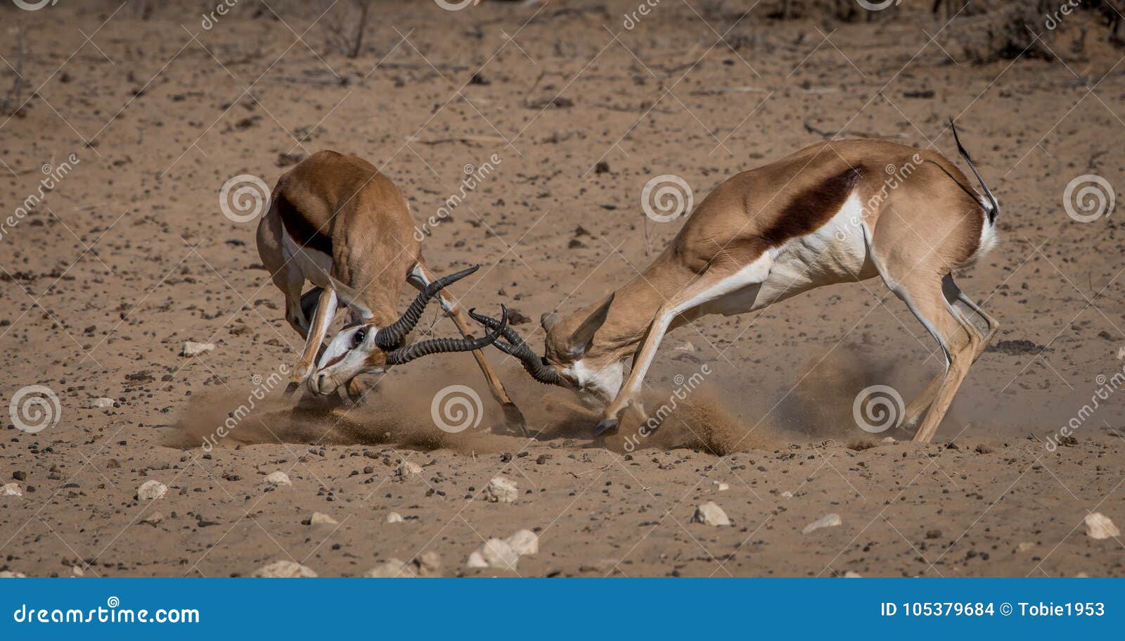 Territorial Conflict, Two Springbuck Rams Take on One Another Stock ...