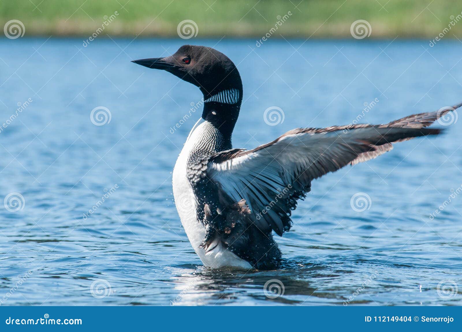 Territorial Display of the Common Loon Stock Photo - Image of bird ...