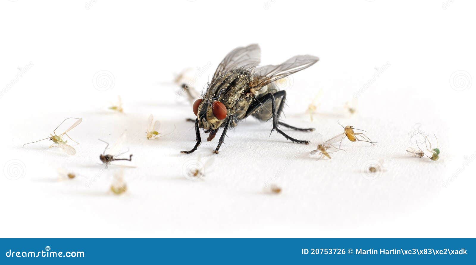 Terror big flesh-fly stock photo. Image of insect, death - 20753726