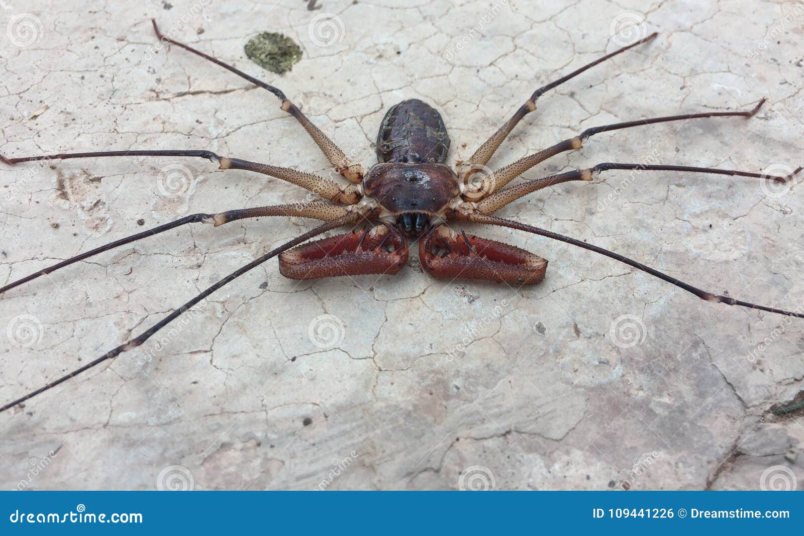 Tendarapo Casimpulgas Mothers Stock Photos - Free & Royalty-Free Stock ...