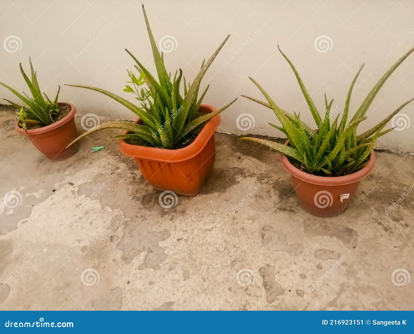 Terros Cropping - Plants Grows on Terros Stock Image - Image of garden ...