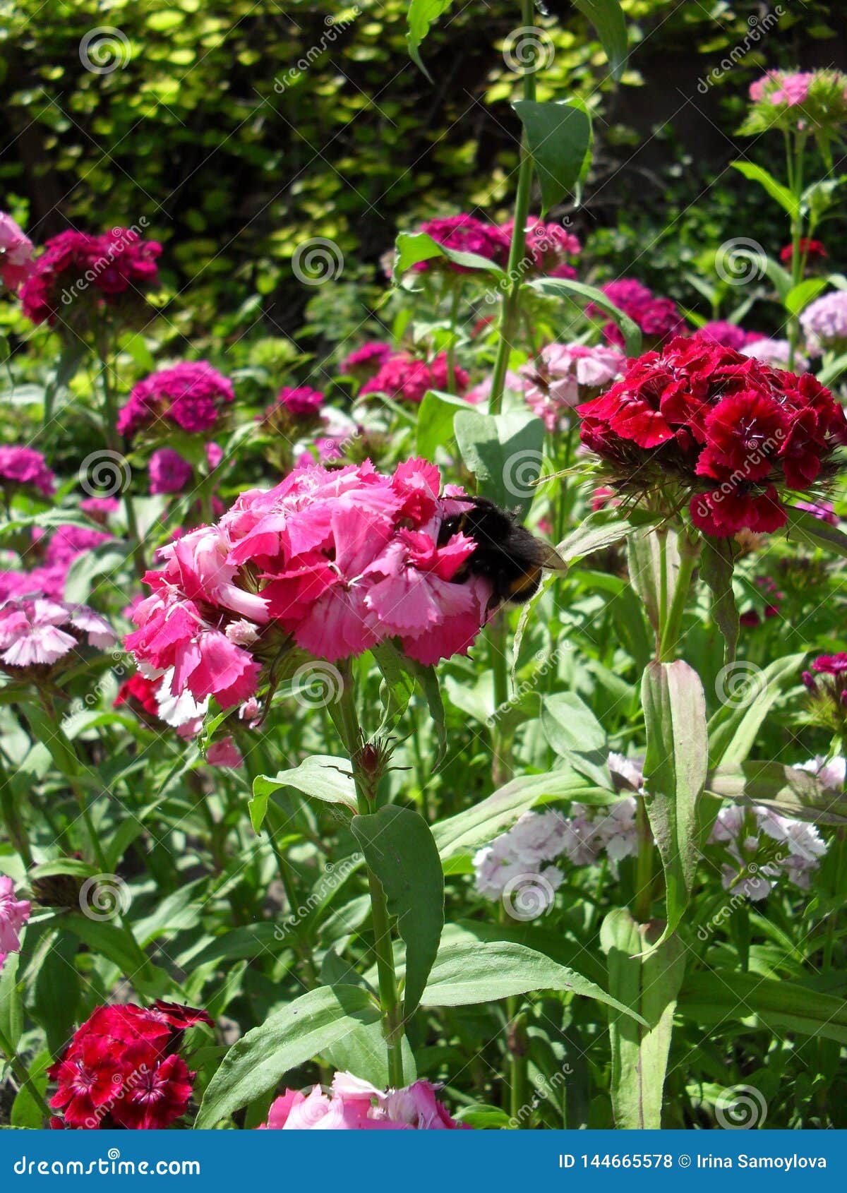 Terry Carnation Flowers Garden Summer Spring Bloom Stock Photo - Image ...