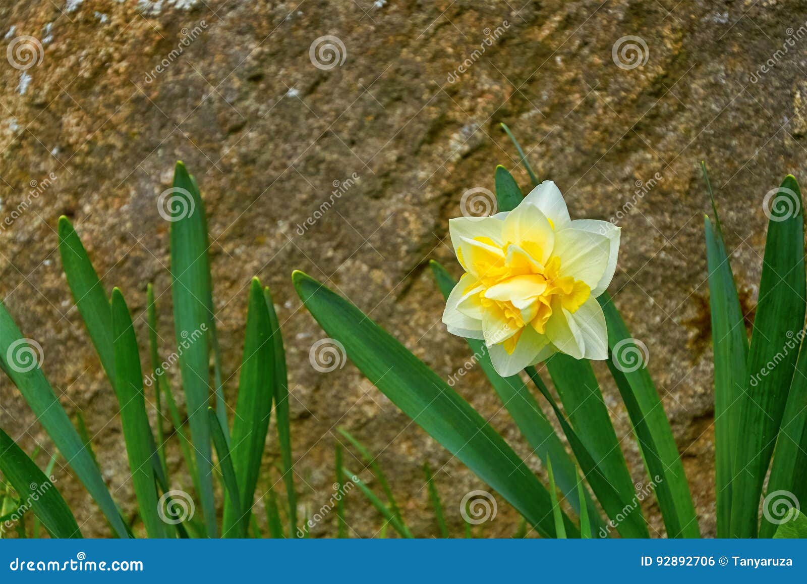 Terry Flower Narcissus on Background of Stone Stock Photo - Image of ...
