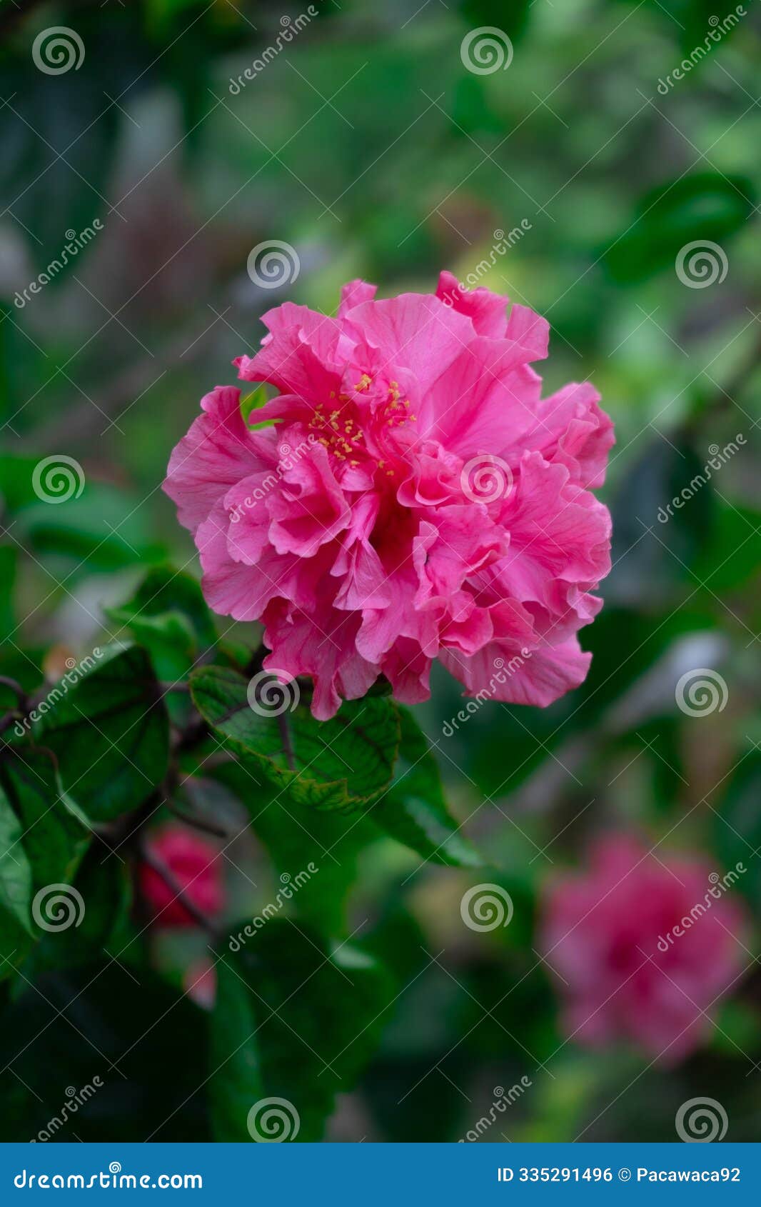 Terry Hibiscus Pink Color Hibiscus Rosa Sinensis Stock Photo ...