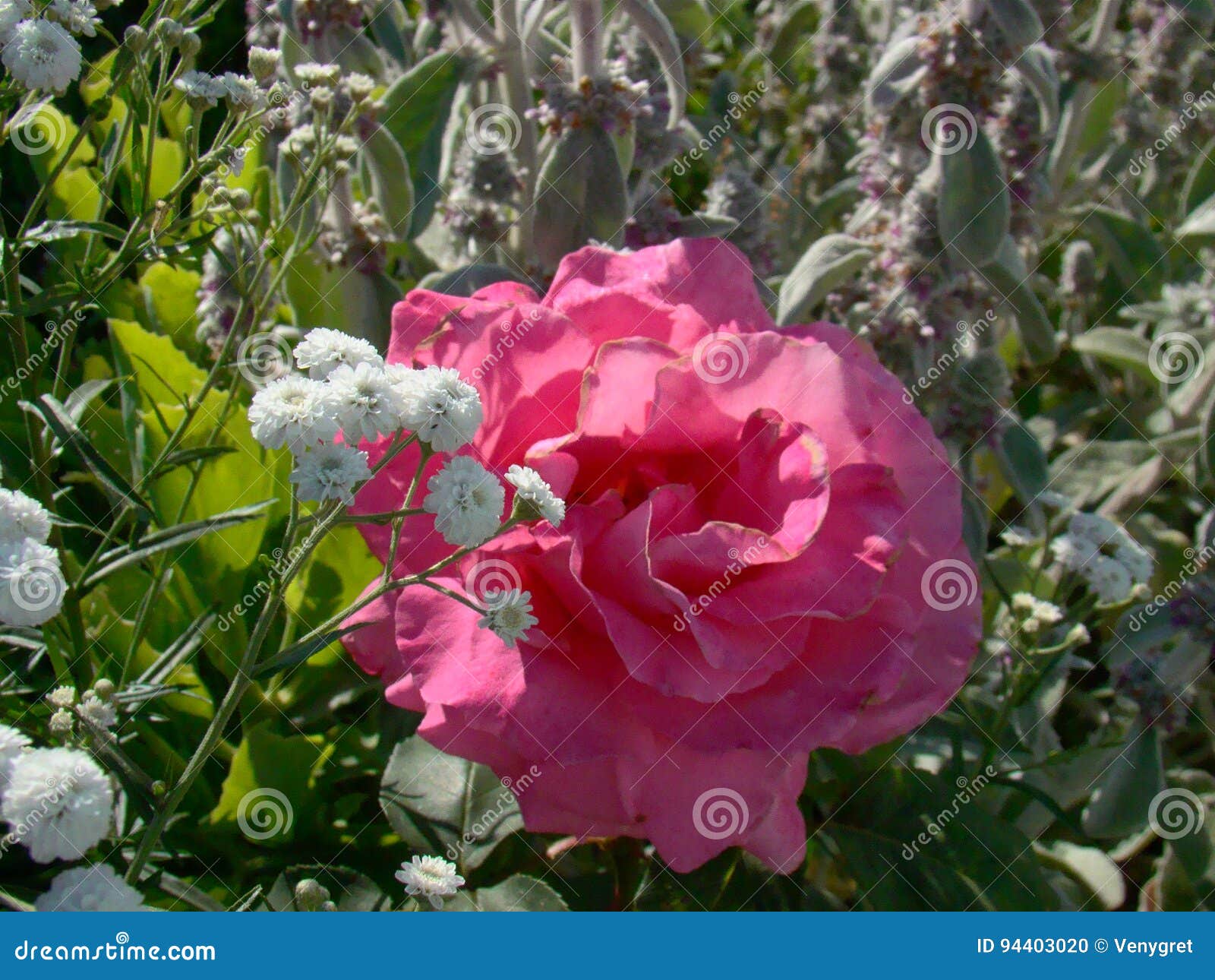 Terry pink rose stock photo. Image of summer, plant, green - 94403020